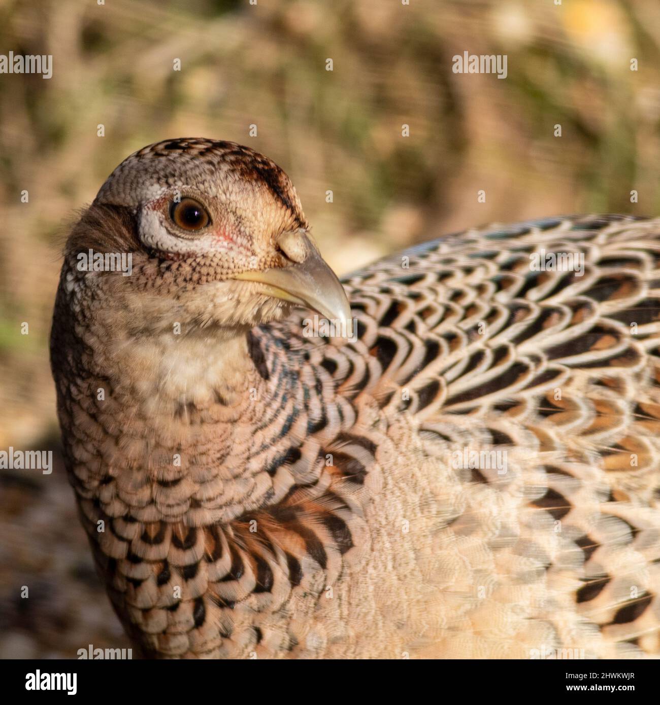 Farmed pheasant hi-res stock photography and images - Alamy