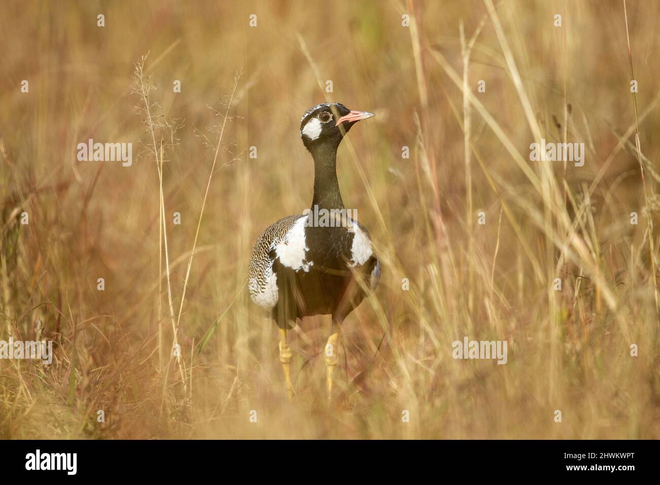 Male Northern Black Korhaan, Kgalagadi Stock Photo - Alamy