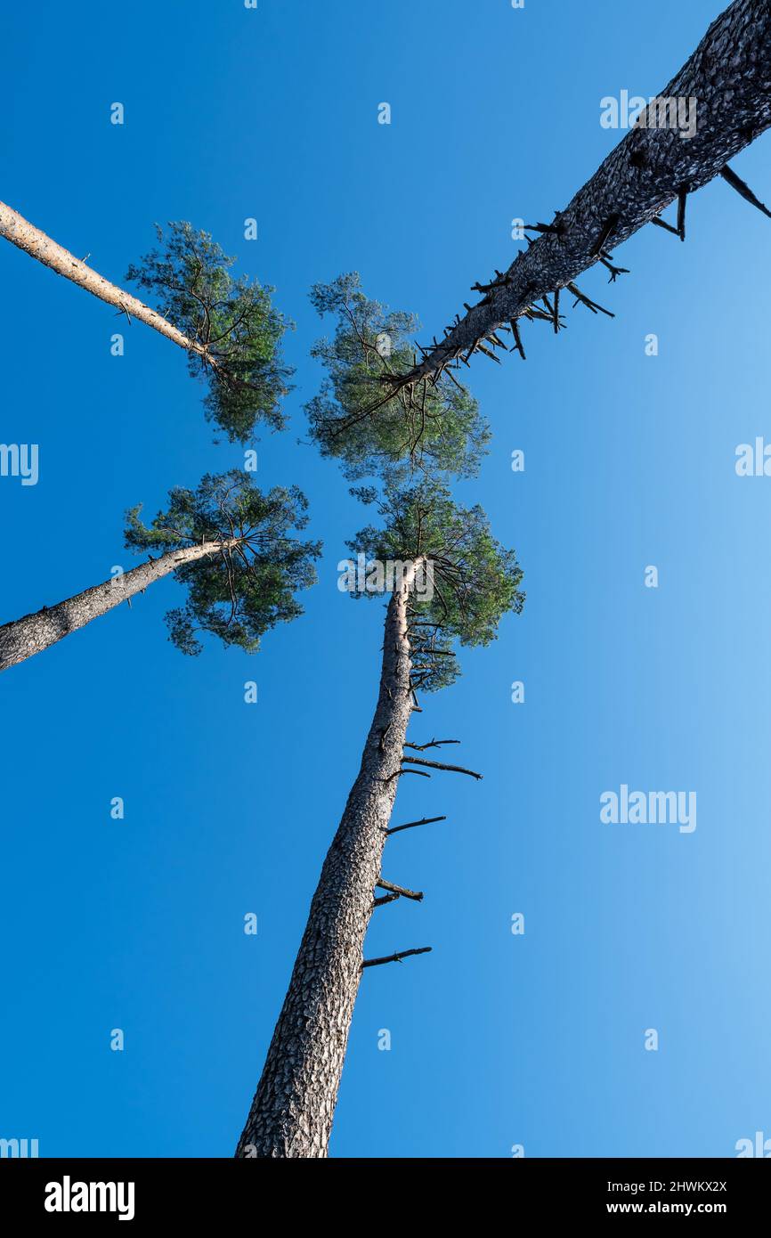 Conifer canopy hi-res stock photography and images - Alamy