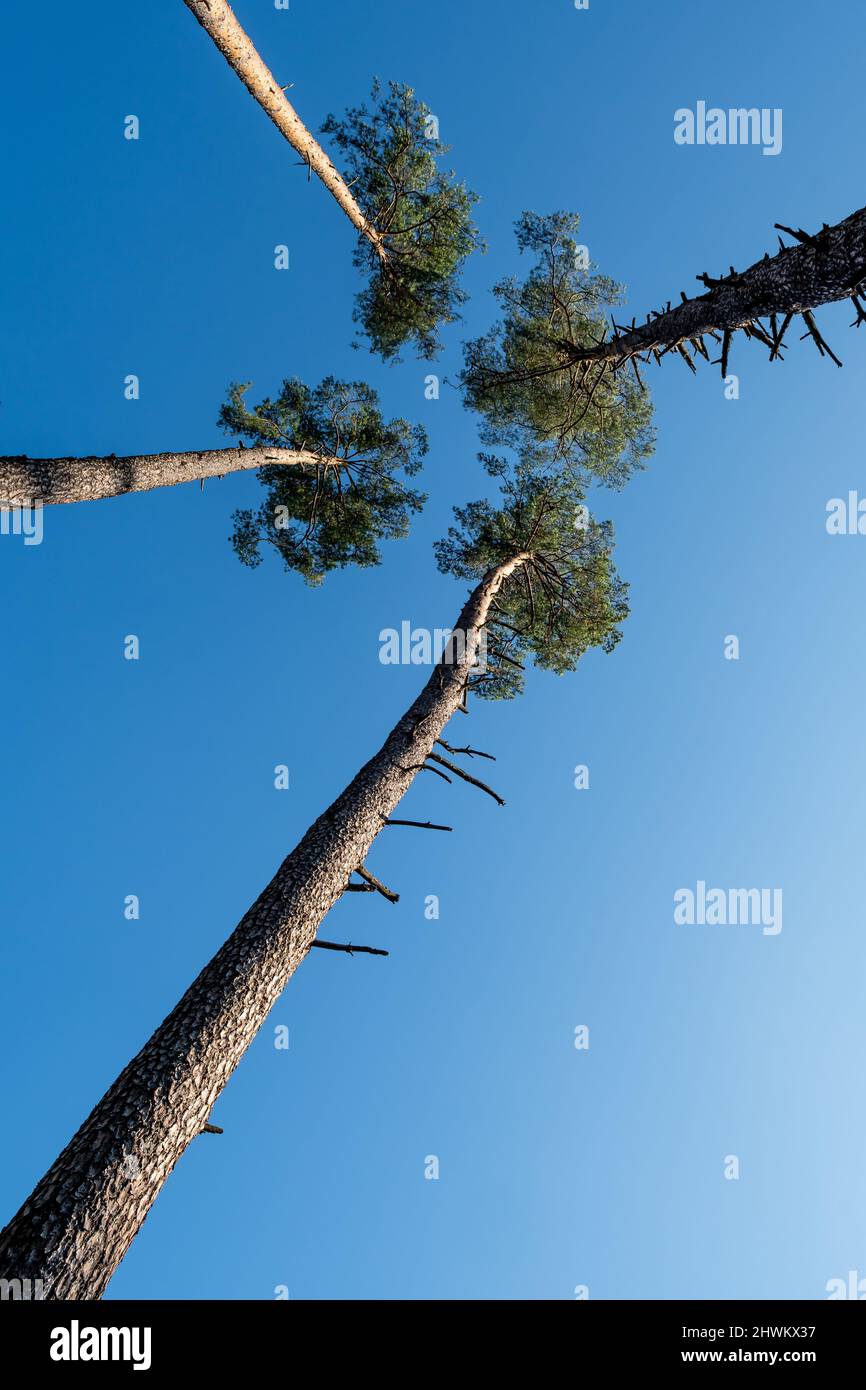 Conifer canopy hi-res stock photography and images - Alamy