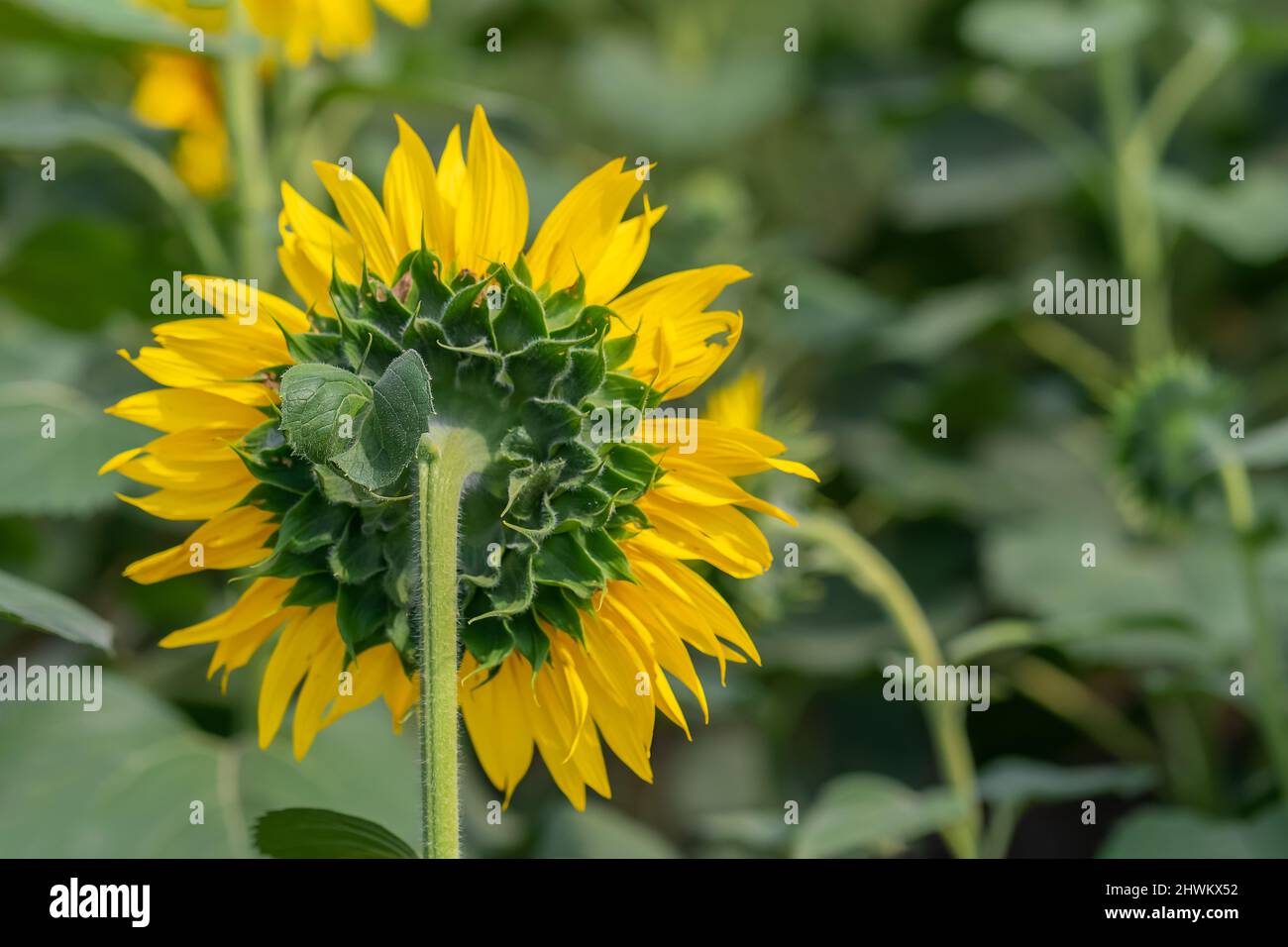 Inverted sunflower close-up copy space. Sunflower turns behind the sun ...