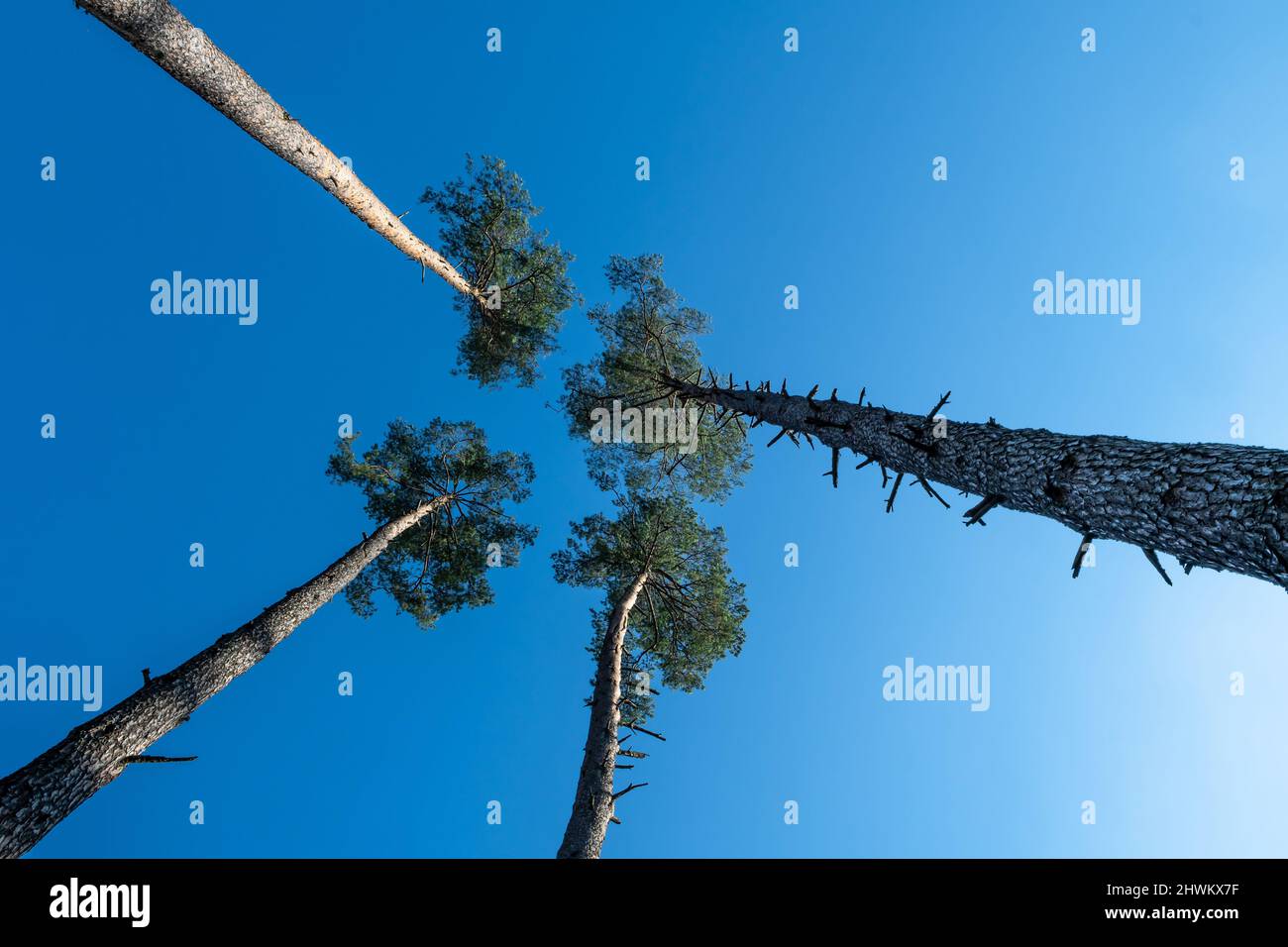 Canopies And Stems Of Four High Conifers Growing Close Together To The ...