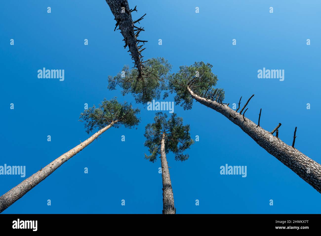 Canopies And Stems Of Four High Conifers Growing Close Together To The ...