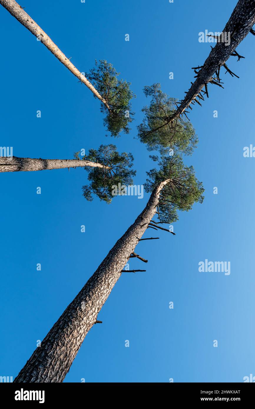 Canopies And Stems Of Four High Conifers Growing Close Together To The ...