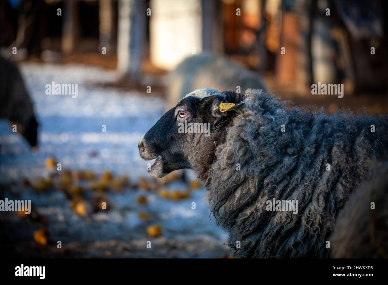 Sheep farming is a very popular livelihood in the world. Romanov sheep ...