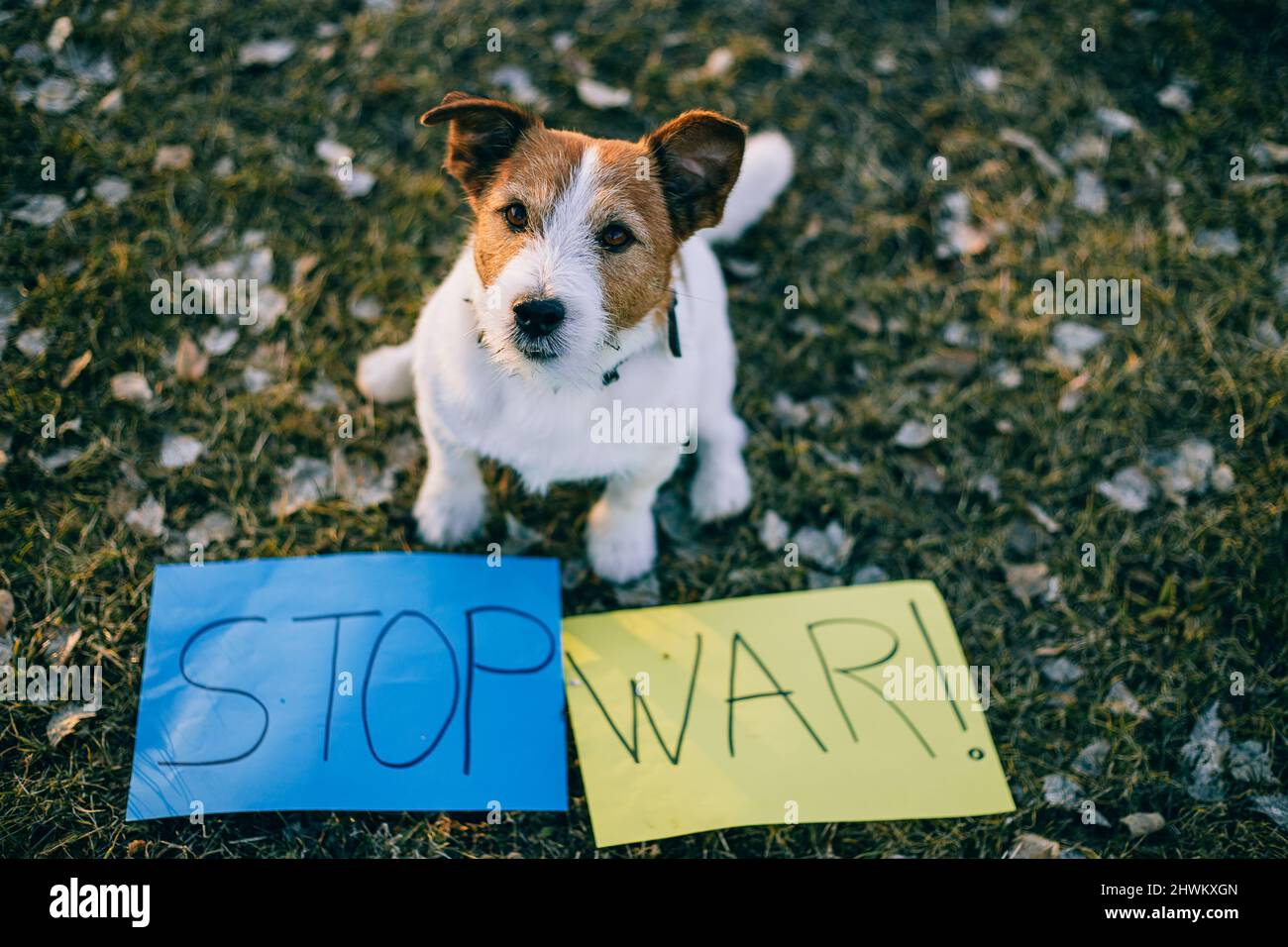 Jack Russell dog with poster STOP WAR. Stop war in Ukraine. Ukrainian ...