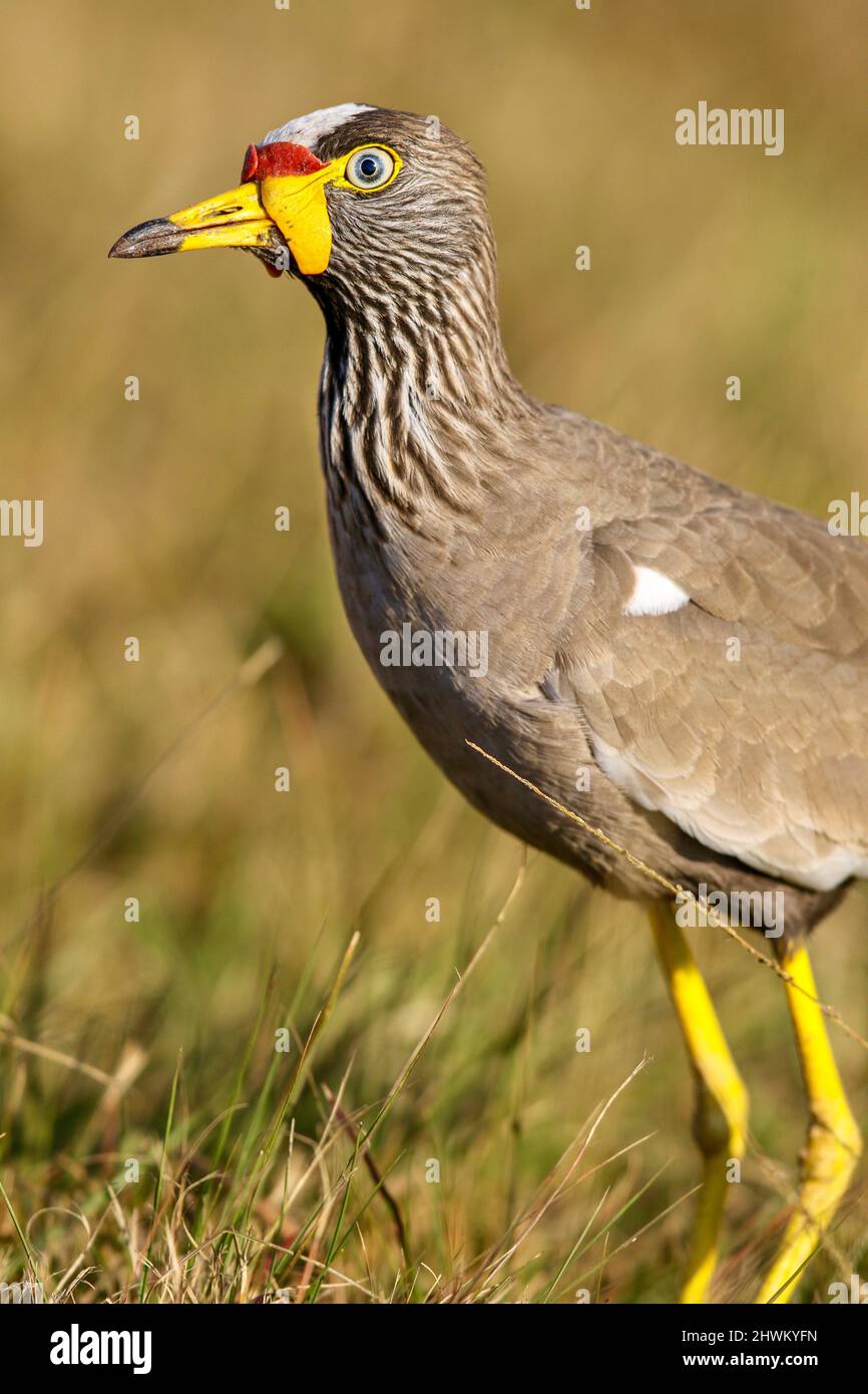 African Wattled lapwing, Kruger National Park Stock Photo - Alamy