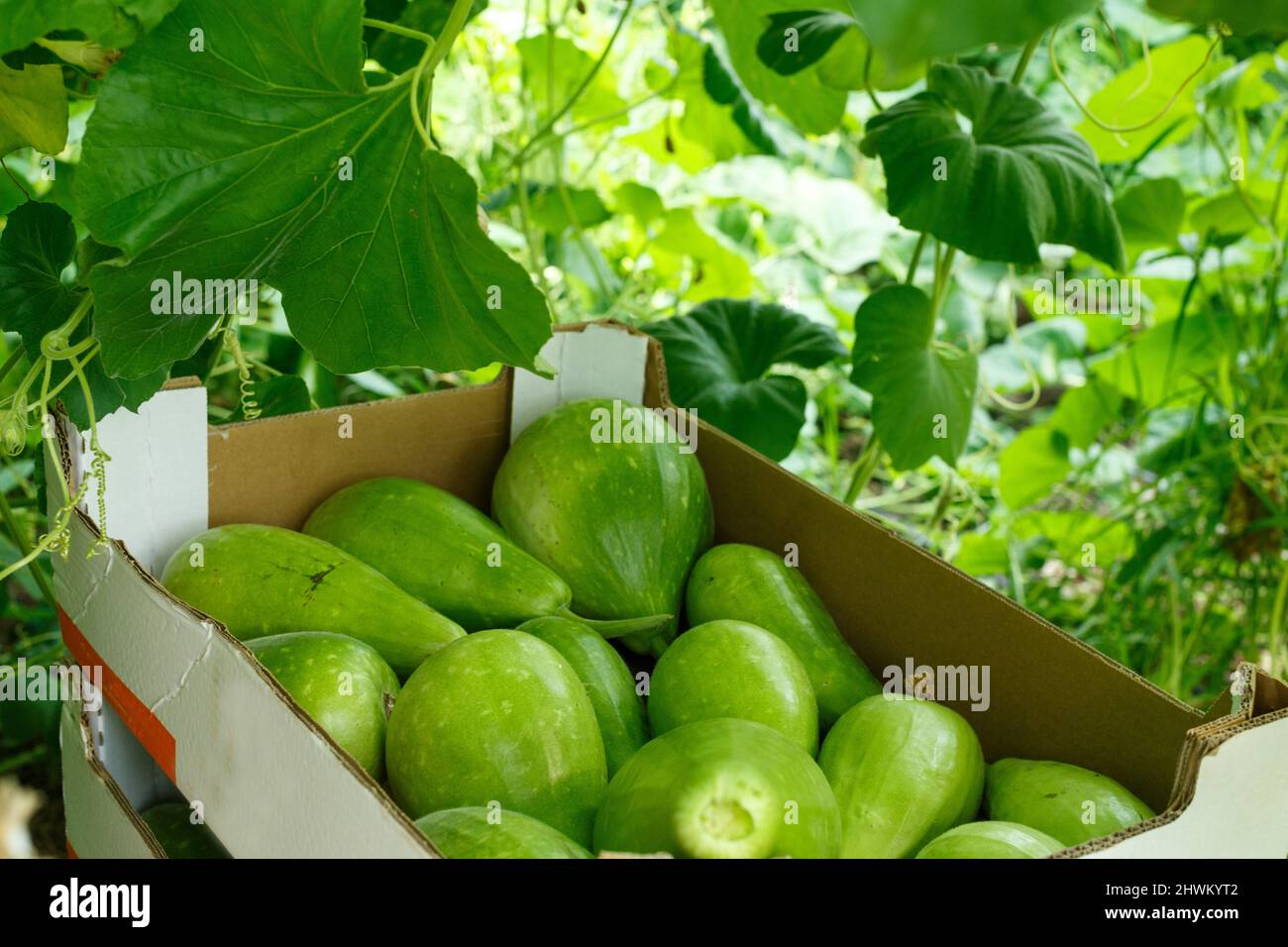 Picture of seedlings and marrows growing on branch in greenhouse Stock ...