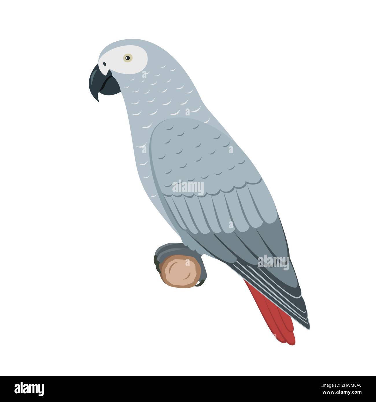 Jaco parrot. Vector illustration of a grey african jaco parrot isolated ...