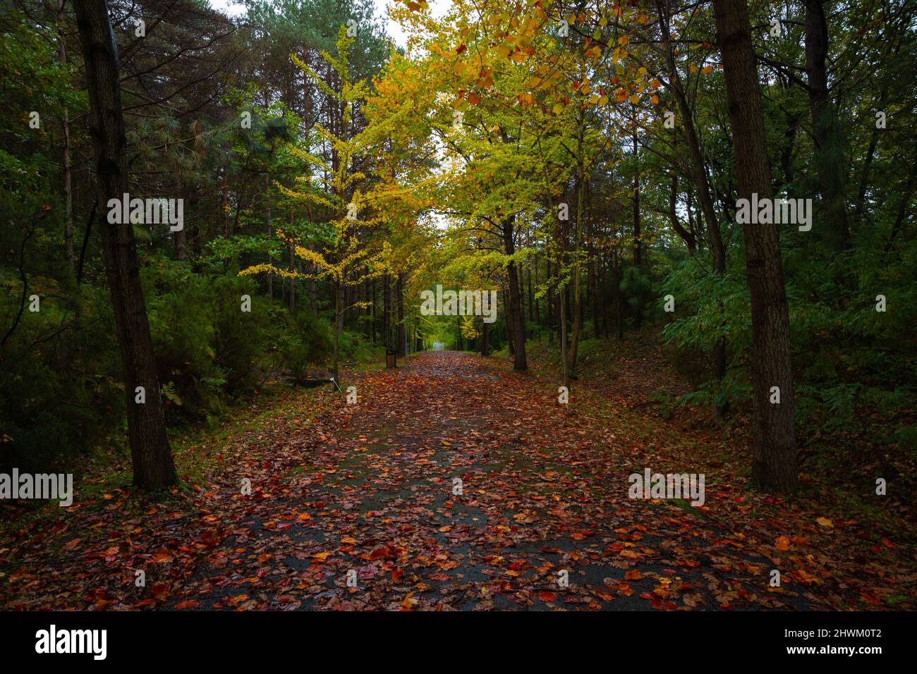 Autumn forest. Fallen leaves on the ground and golden tree in the ...