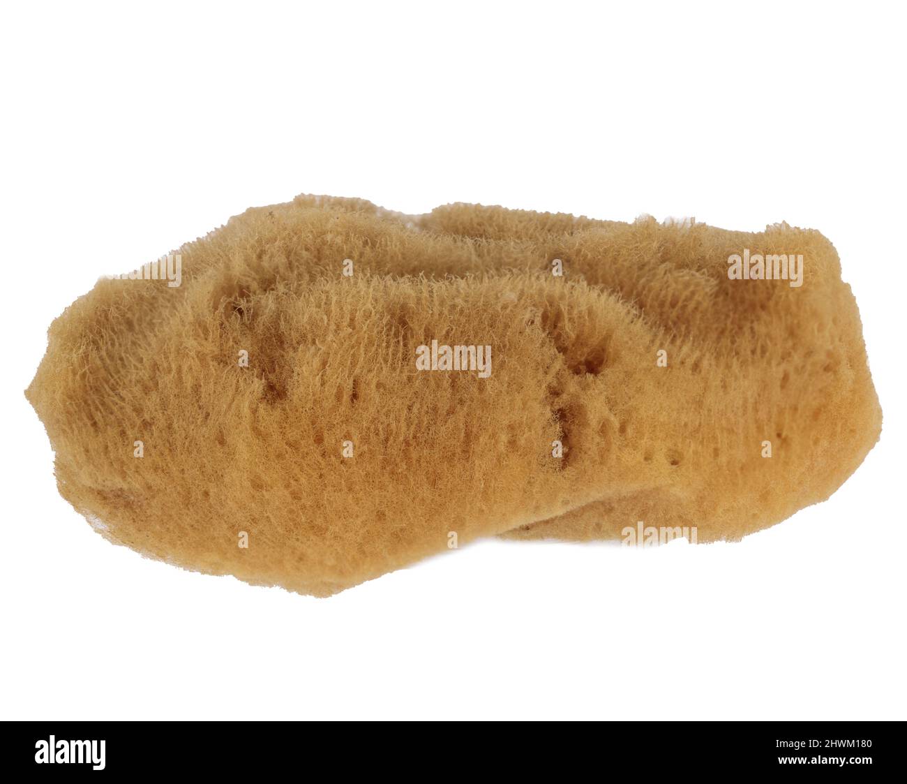 Fine silk natural bathing sea spong isolated over white background ...