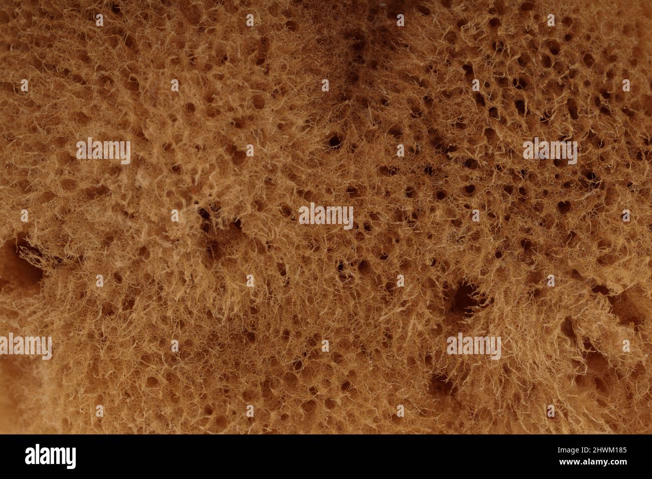 Background with texture of close-up of beige natural sponge. Detail ...