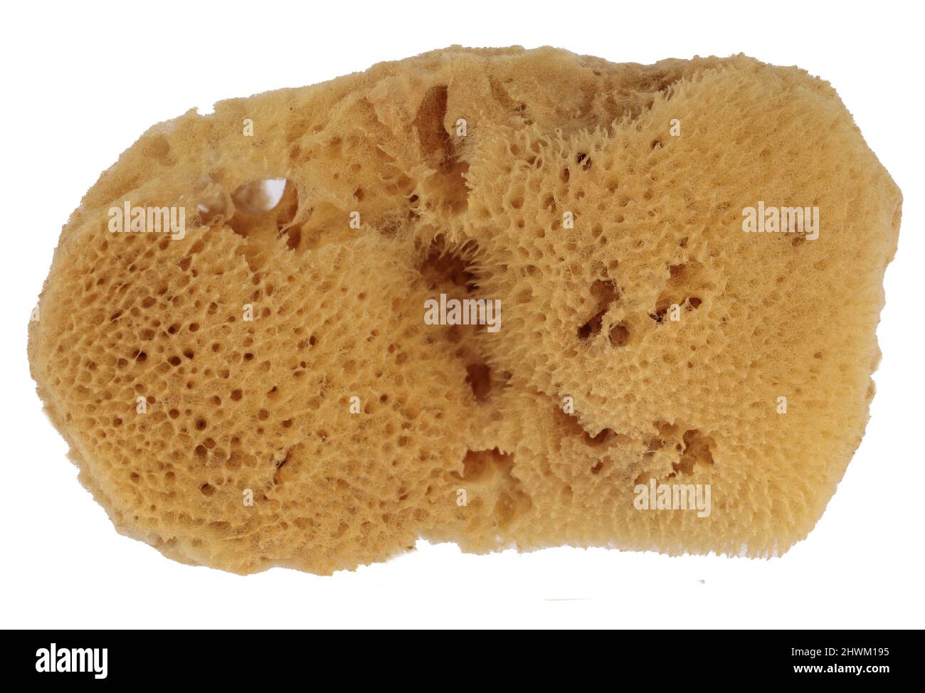 Natural sponge isolated on white background. Clipping path Stock Photo ...