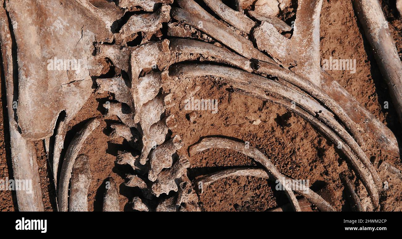 Archaeological excavations at the crime scene, Human remains in the ...