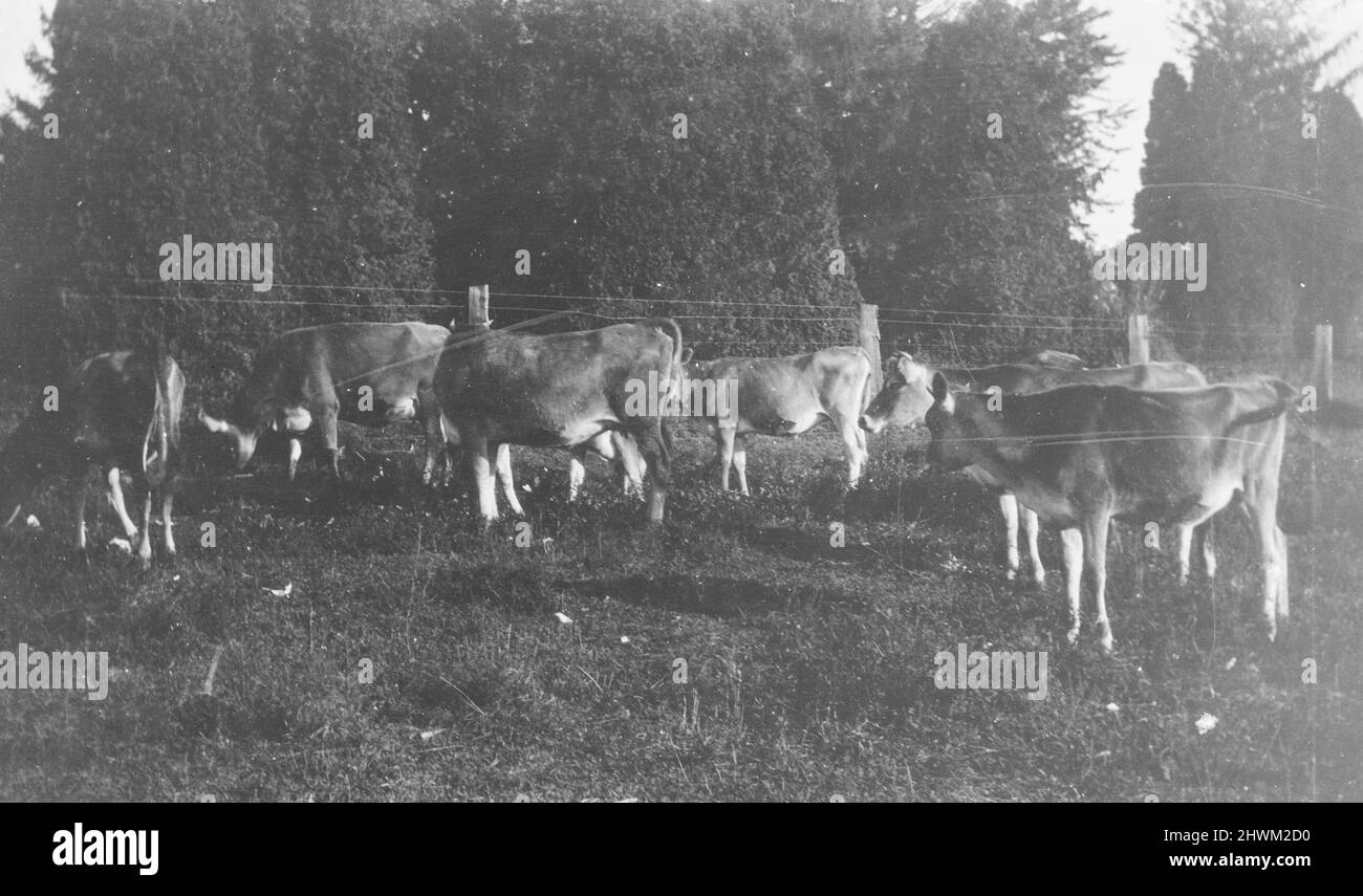 Dairy herd historic hi-res stock photography and images - Alamy