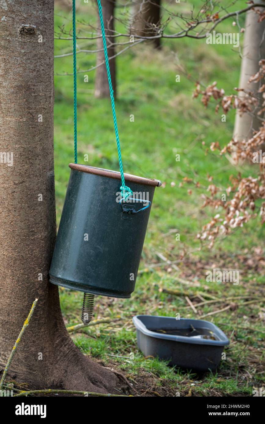 pheasant (Phasianus colchicus) and game bird feeder hanging by rope ...