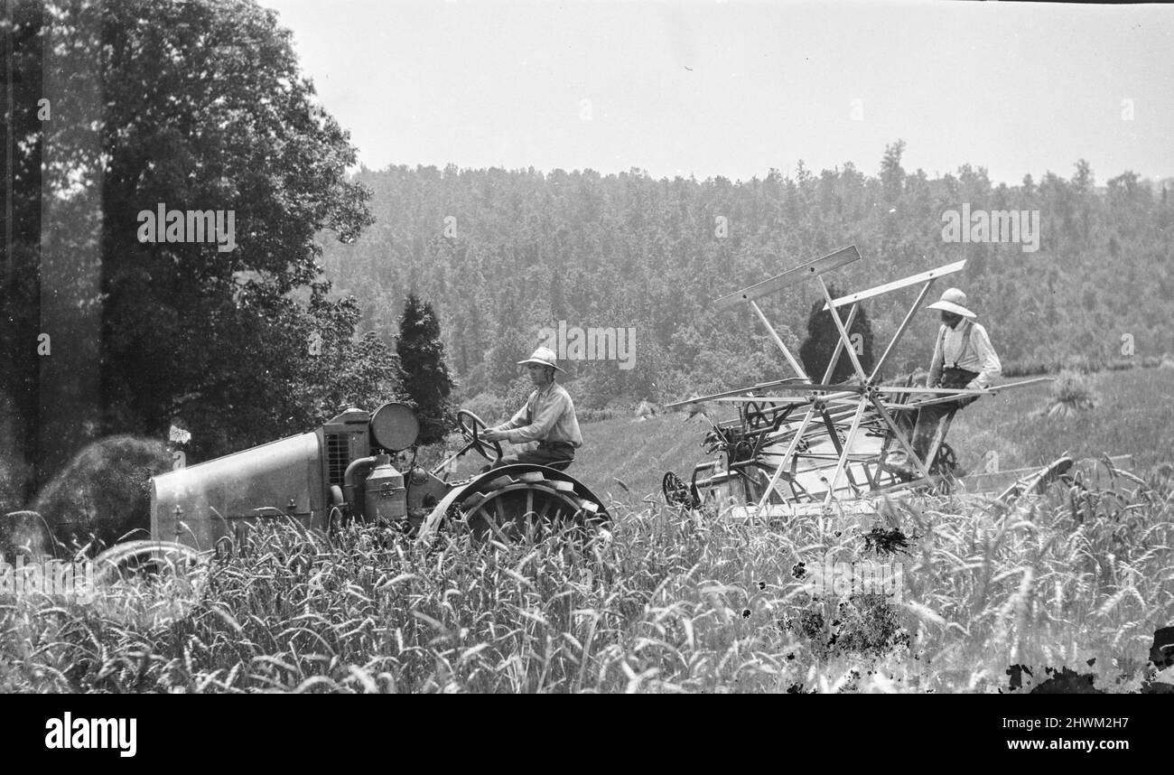 International 8-16 tractor with whet thresher Stock Photo - Alamy