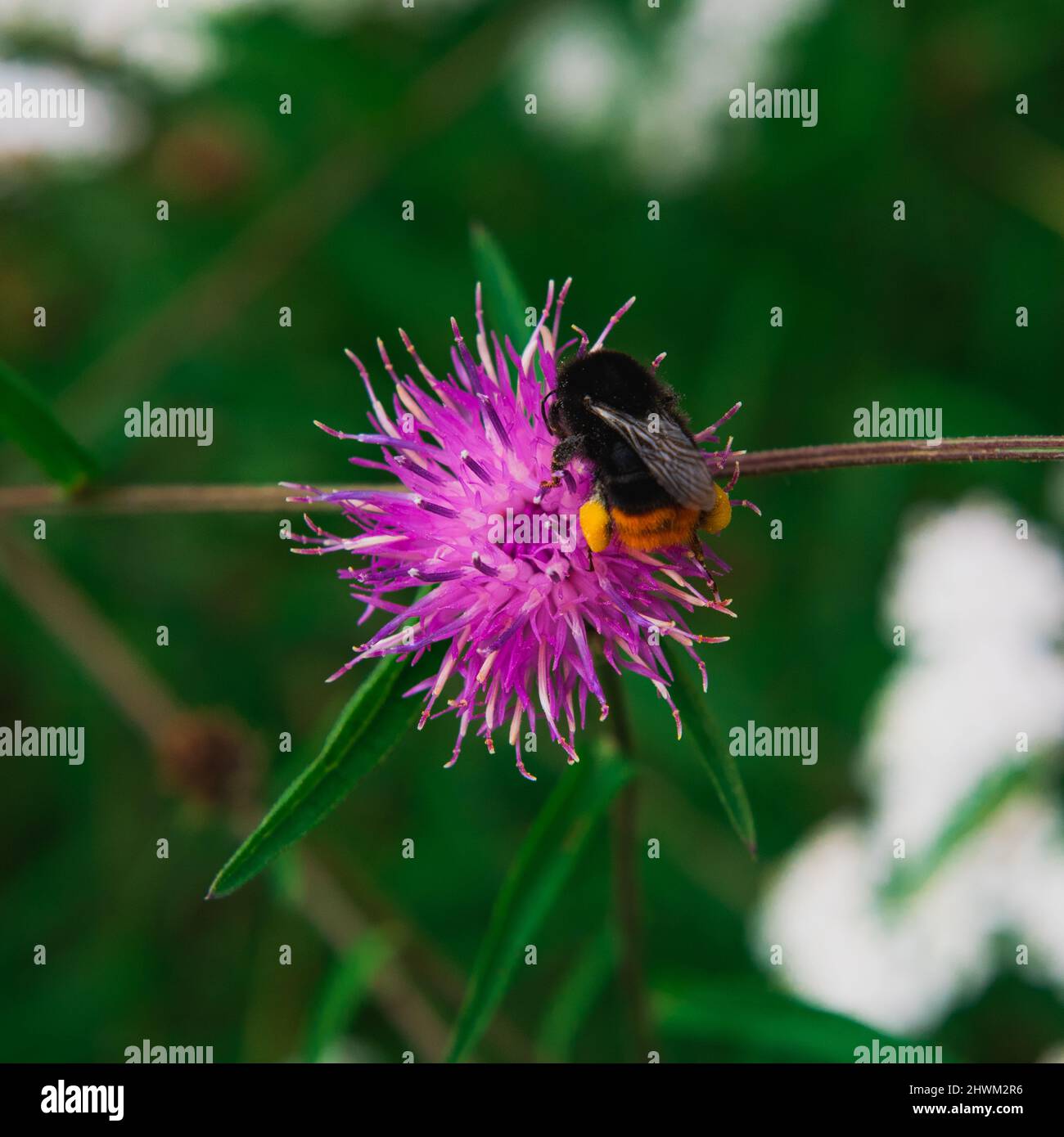 Lapidarius hi-res stock photography and images - Alamy