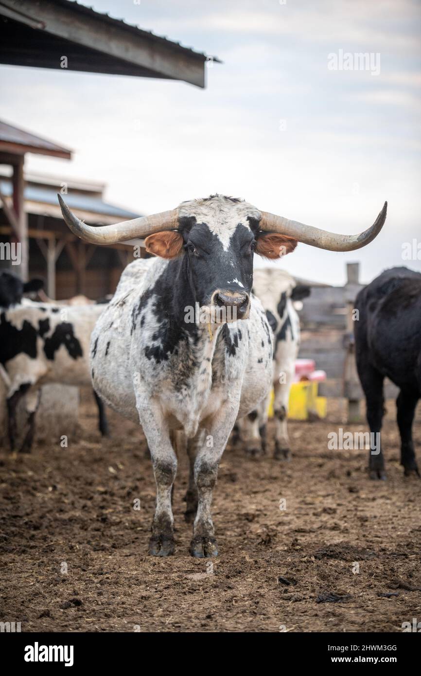 Longhorn cattle farm Stock Photo - Alamy