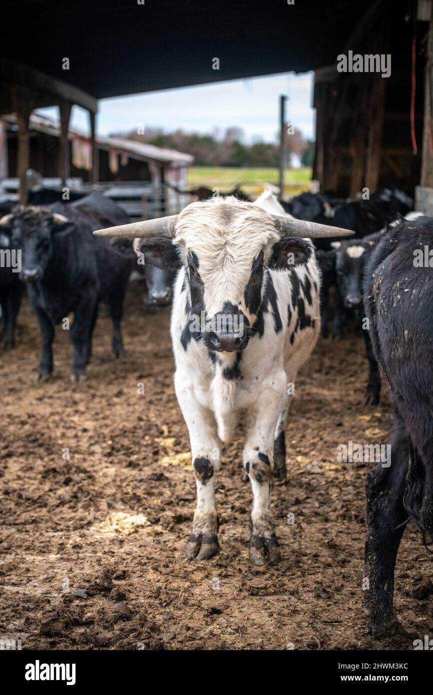 Longhorn cattle farm Stock Photo - Alamy