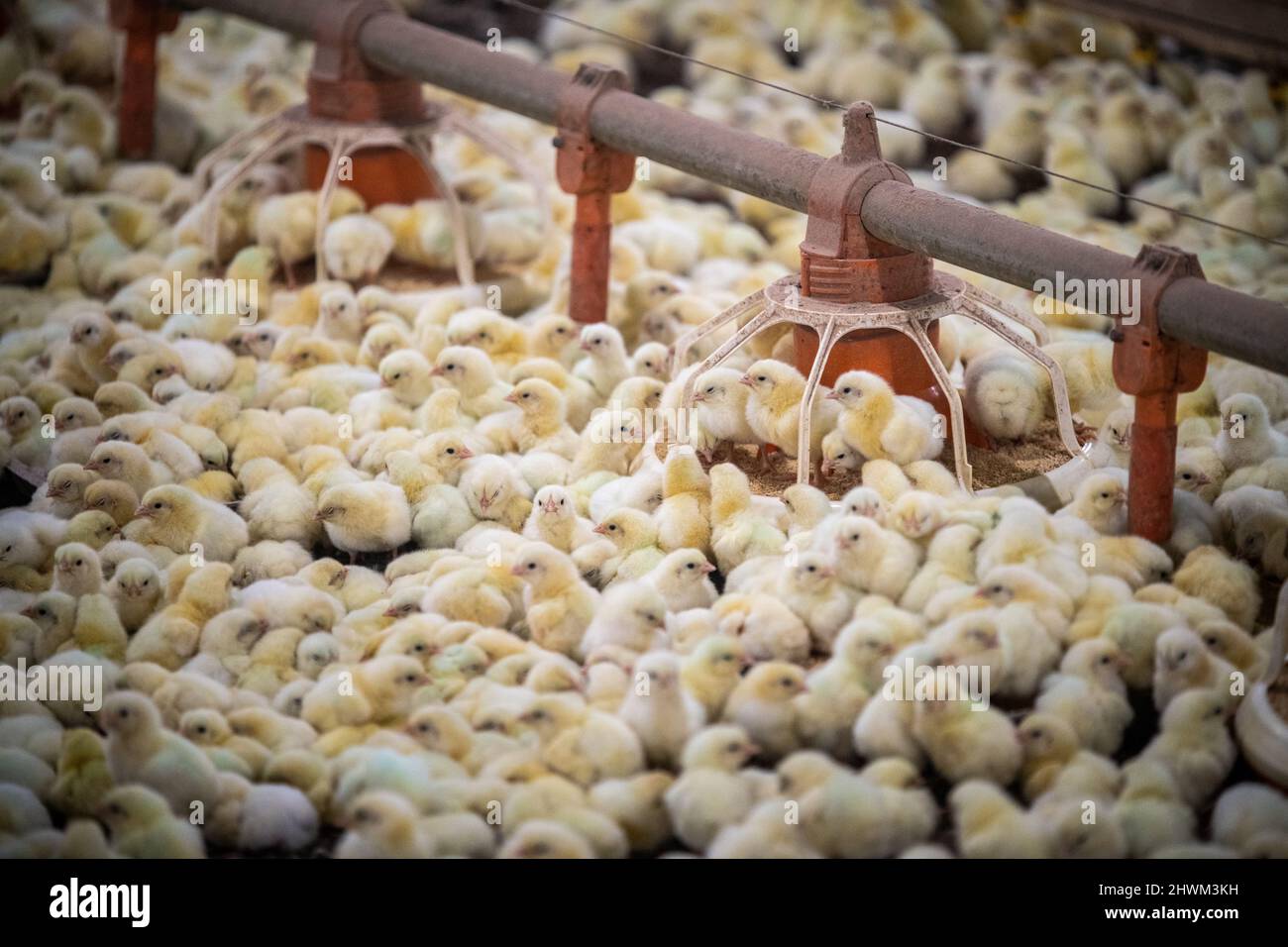 Baby chicks in a boiler house Stock Photo - Alamy