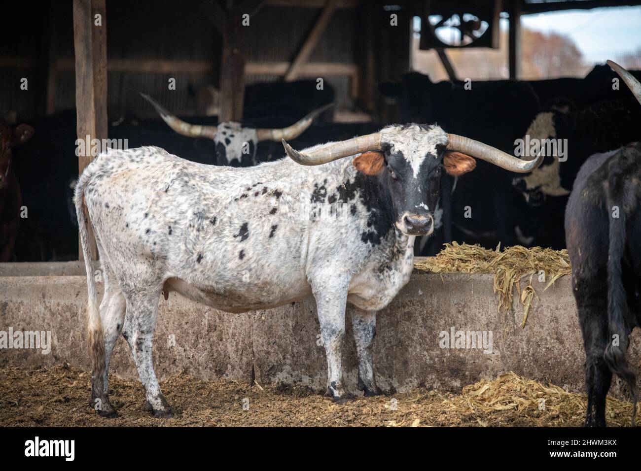 Longhorn cattle farm Stock Photo - Alamy