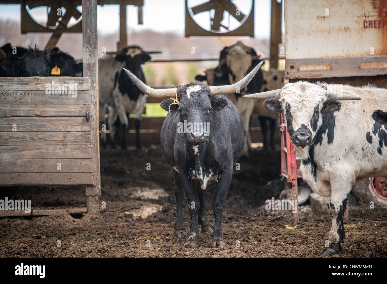 Longhorn cattle farm Stock Photo - Alamy