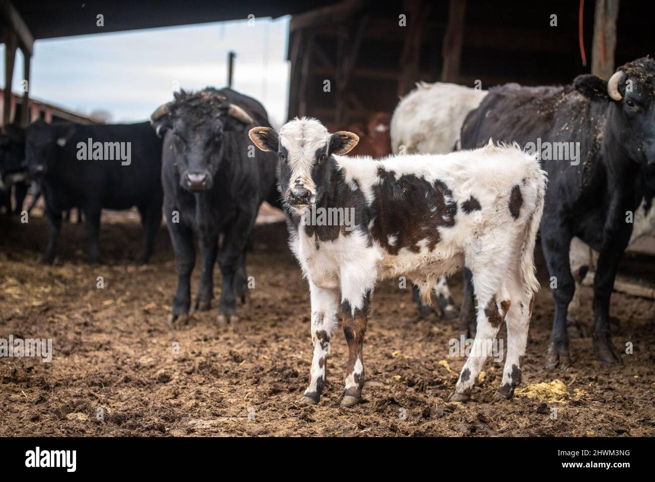 Longhorn cattle farm Stock Photo - Alamy