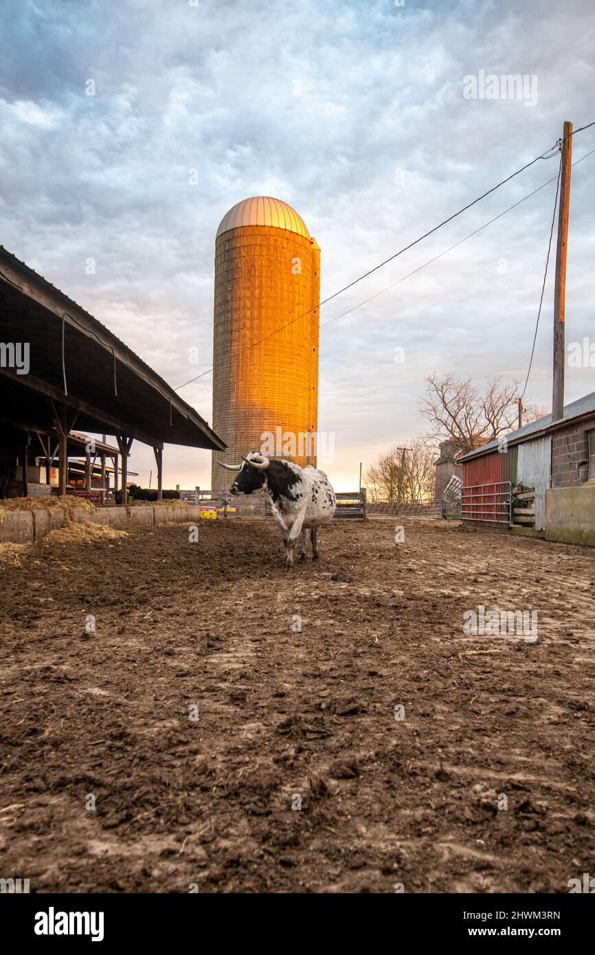 Longhorn cattle farm Stock Photo - Alamy