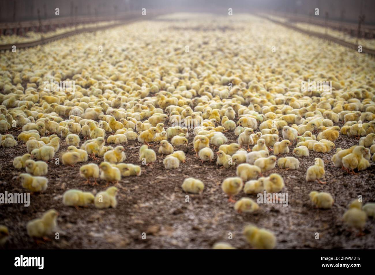 Boiler chicken hi-res stock photography and images - Alamy
