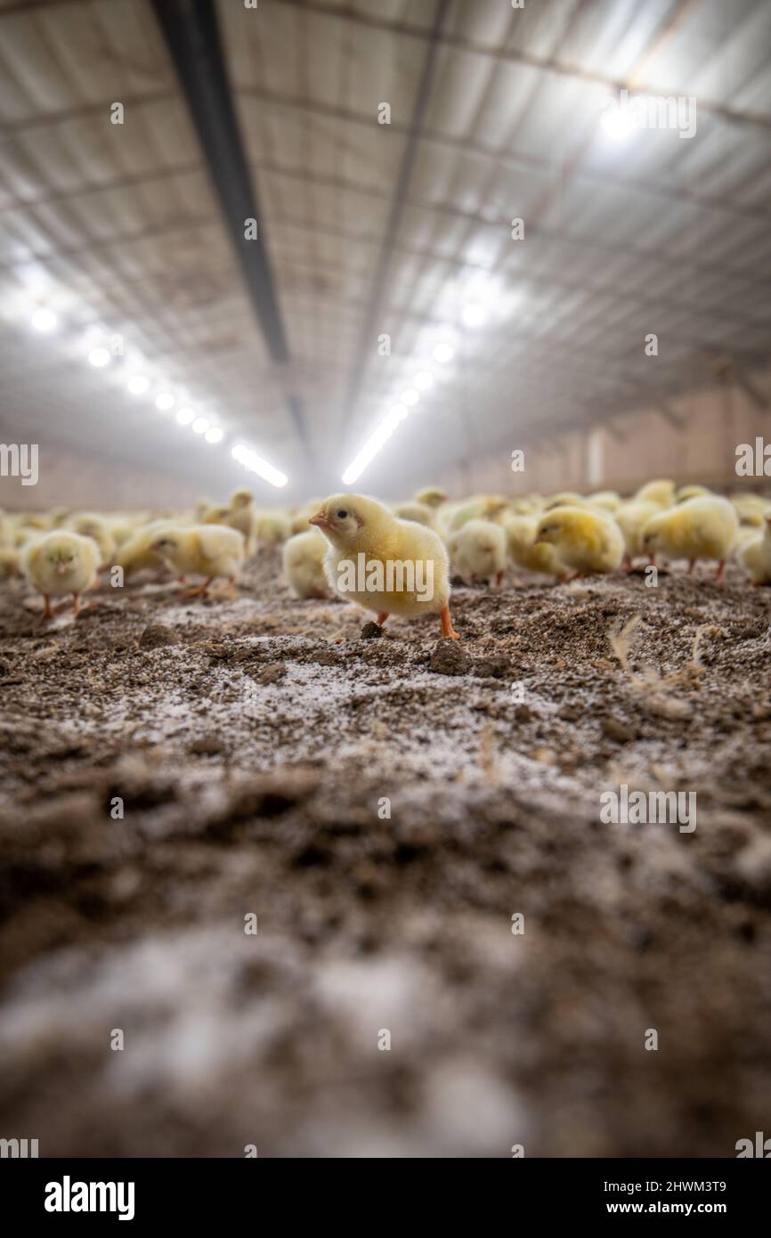 Boiler chicken hi-res stock photography and images - Alamy