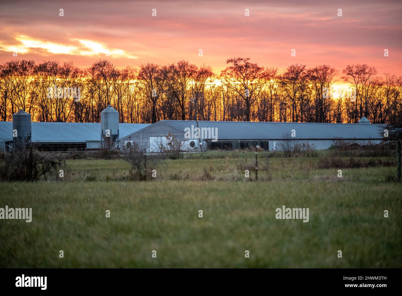 Chicken sunset hi-res stock photography and images - Alamy