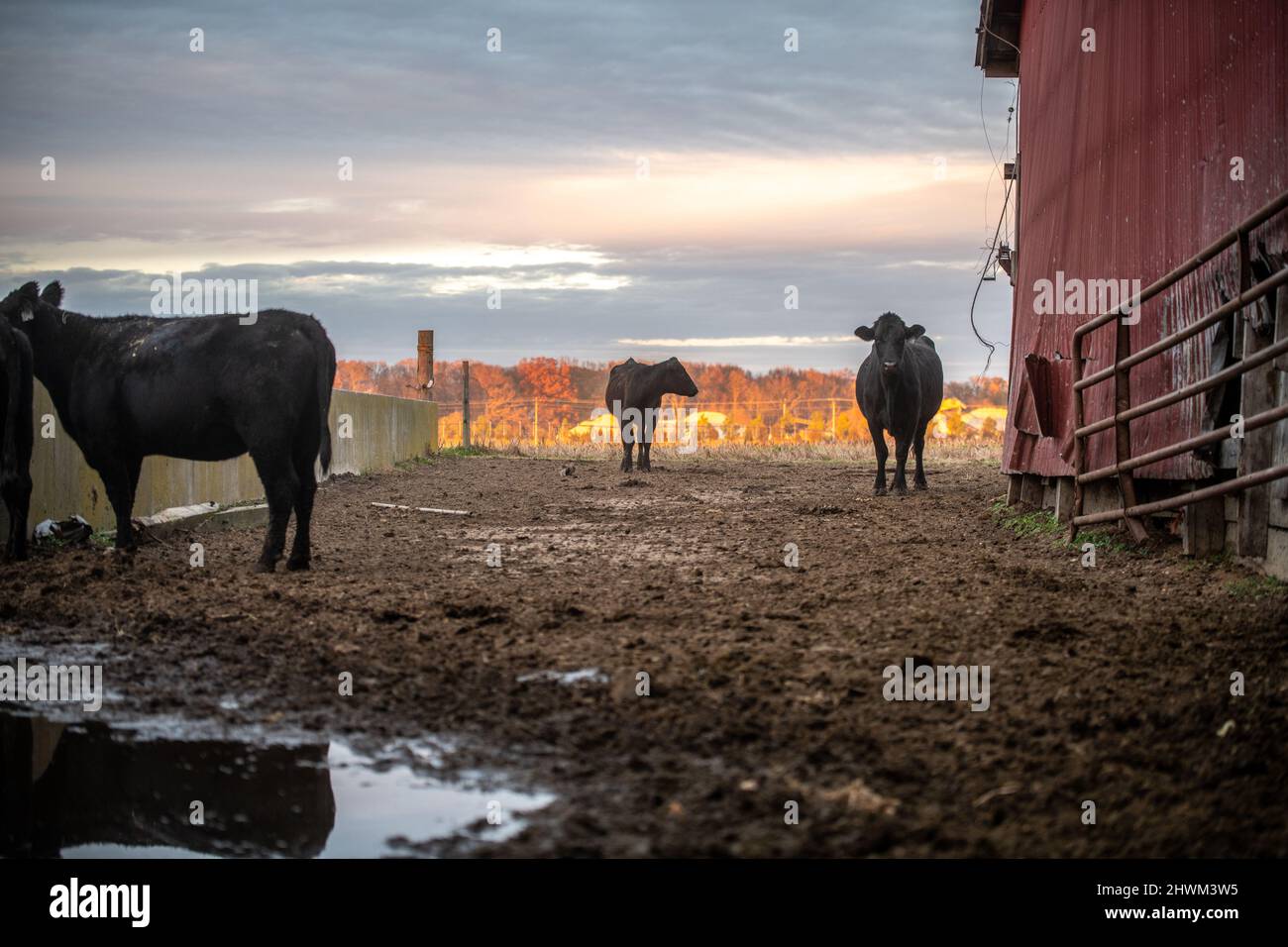 Longhorn cattle farm Stock Photo - Alamy