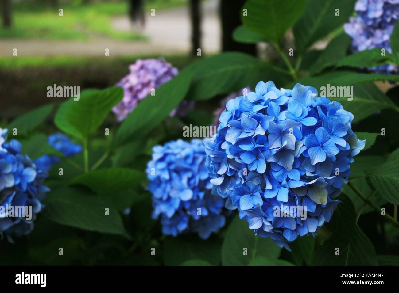 Hydrangea flowers blooming hi-res stock photography and images - Alamy