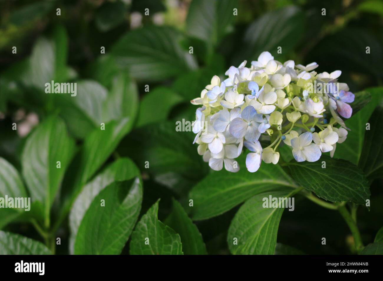Close up photo of hydrangea flowers Stock Photo - Alamy