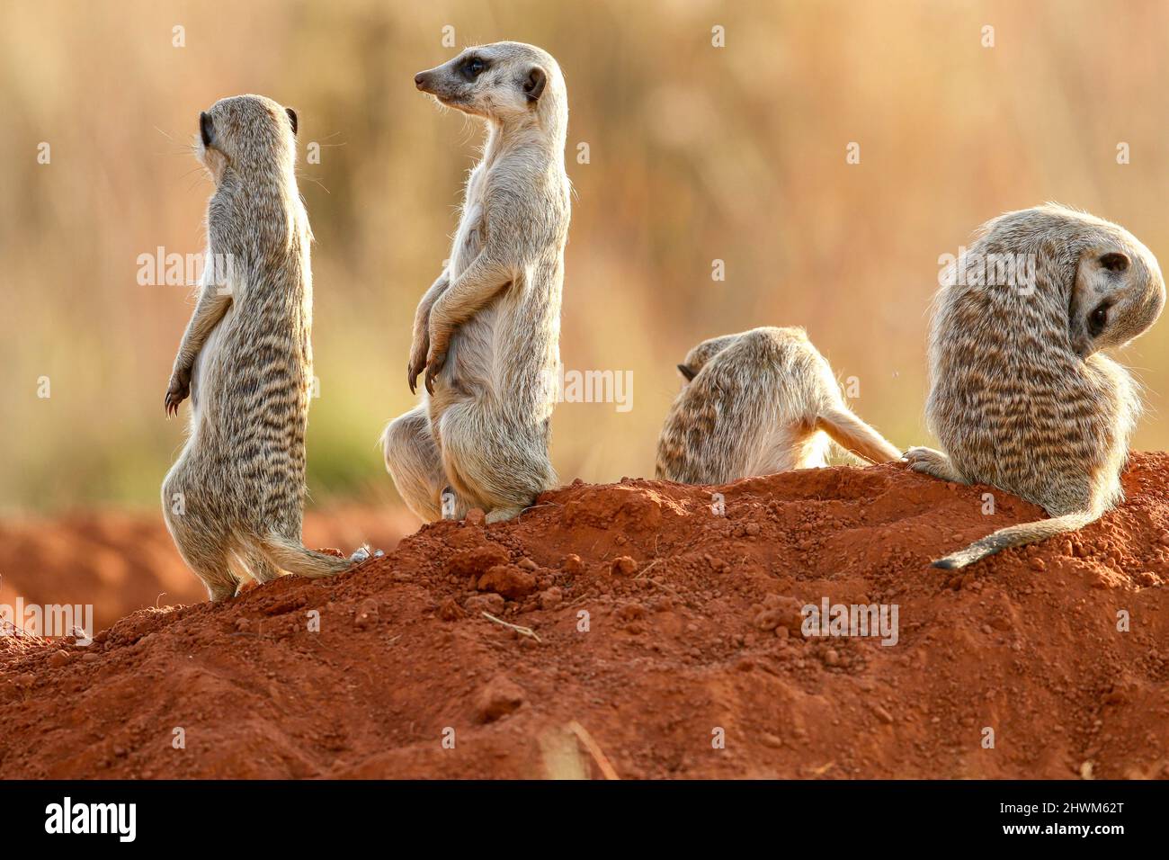 Meerkat, Addo Elephant National Park Stock Photo - Alamy