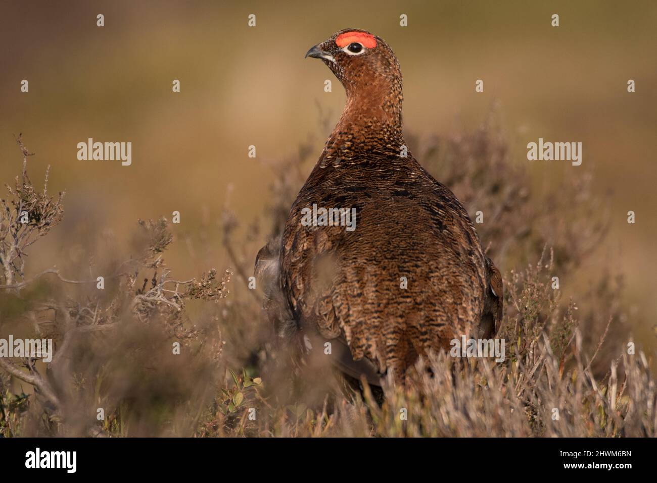 Male red grouse Stock Photo - Alamy