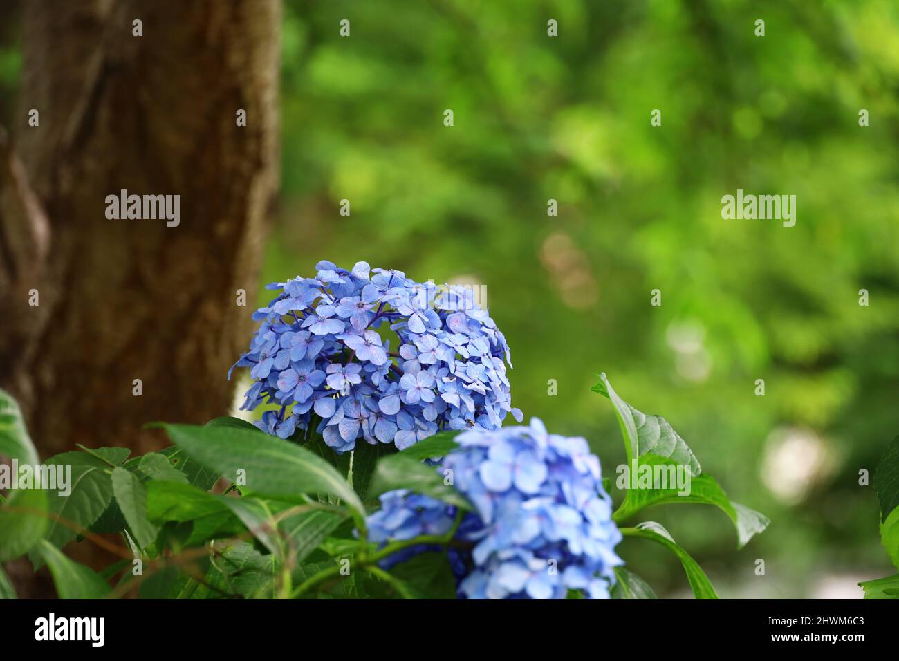Hydrangea japan forest hi-res stock photography and images - Alamy