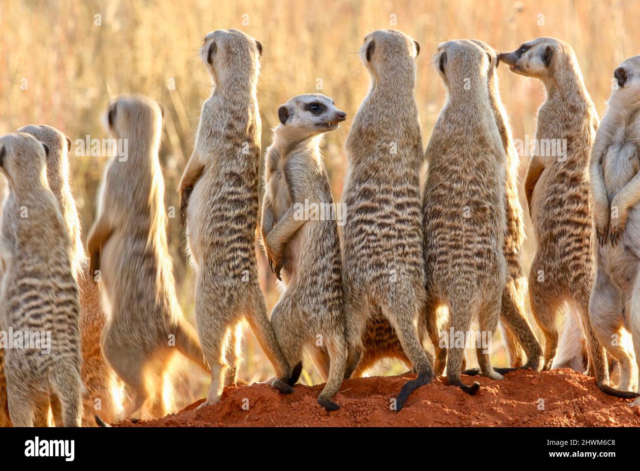 Meerkat, Addo Elephant National Park Stock Photo - Alamy