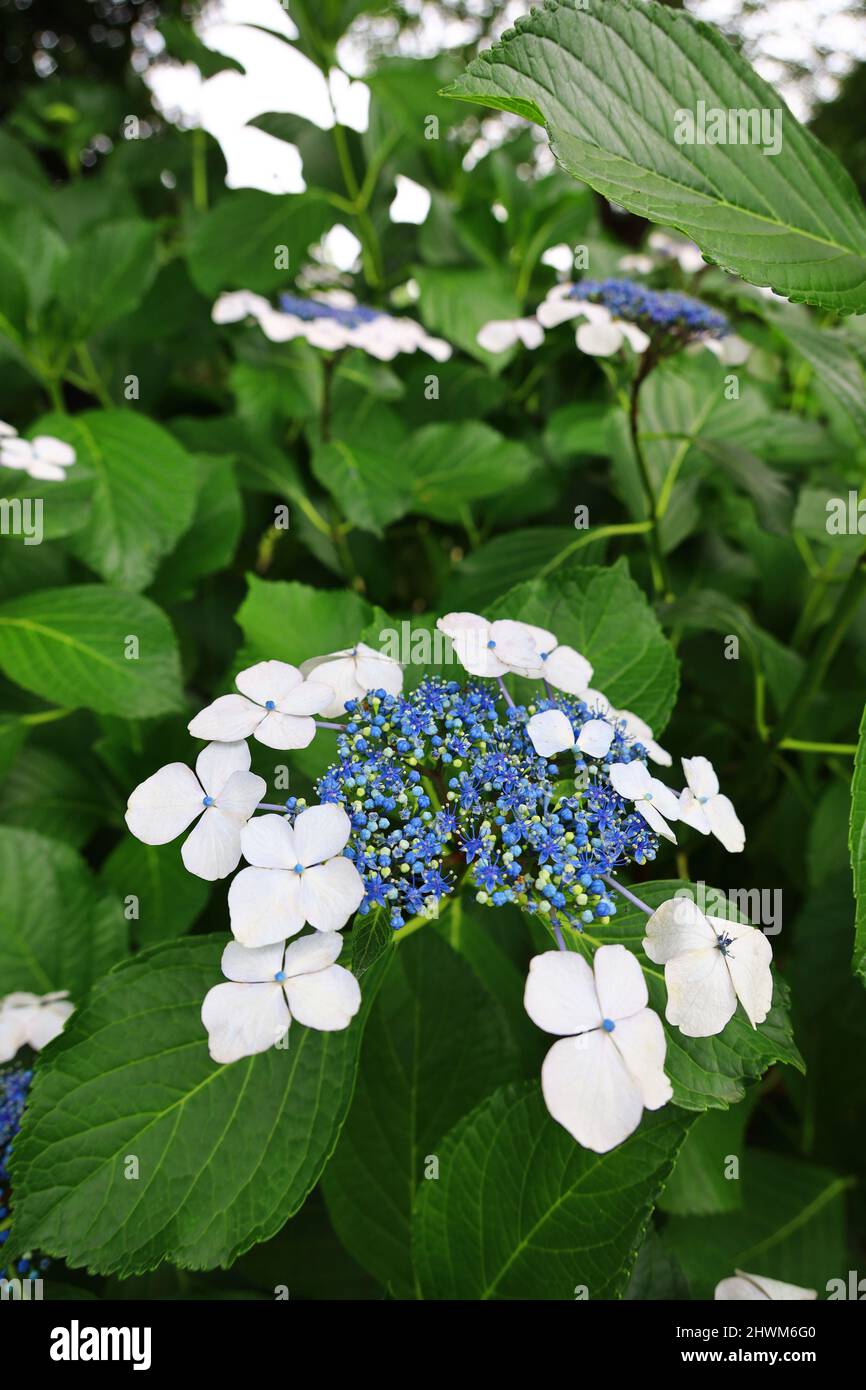 Lace cap hydrangea hi-res stock photography and images - Alamy