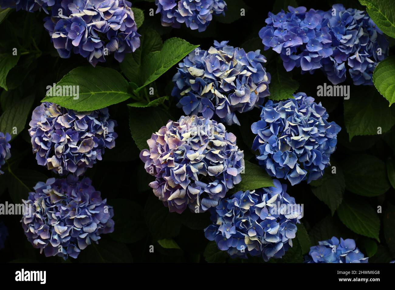 Still life photo of hydrangea flowers in clusters Stock Photo - Alamy