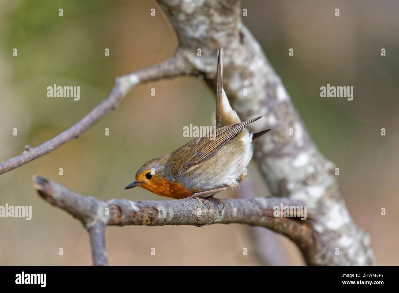 Robin fauna hi-res stock photography and images - Alamy