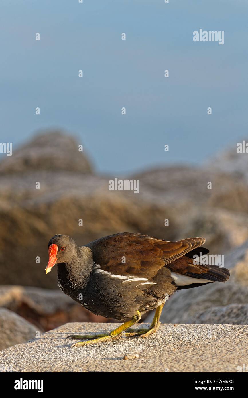 Common Moorhen looking for food on the lakeshore Stock Photo - Alamy