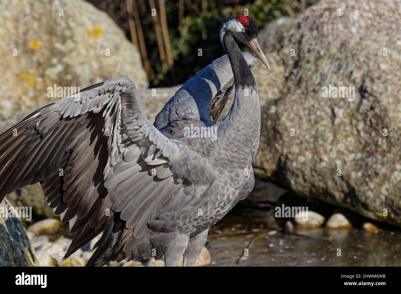 Common Crane opens its wings in a rocky landscape Stock Photo - Alamy