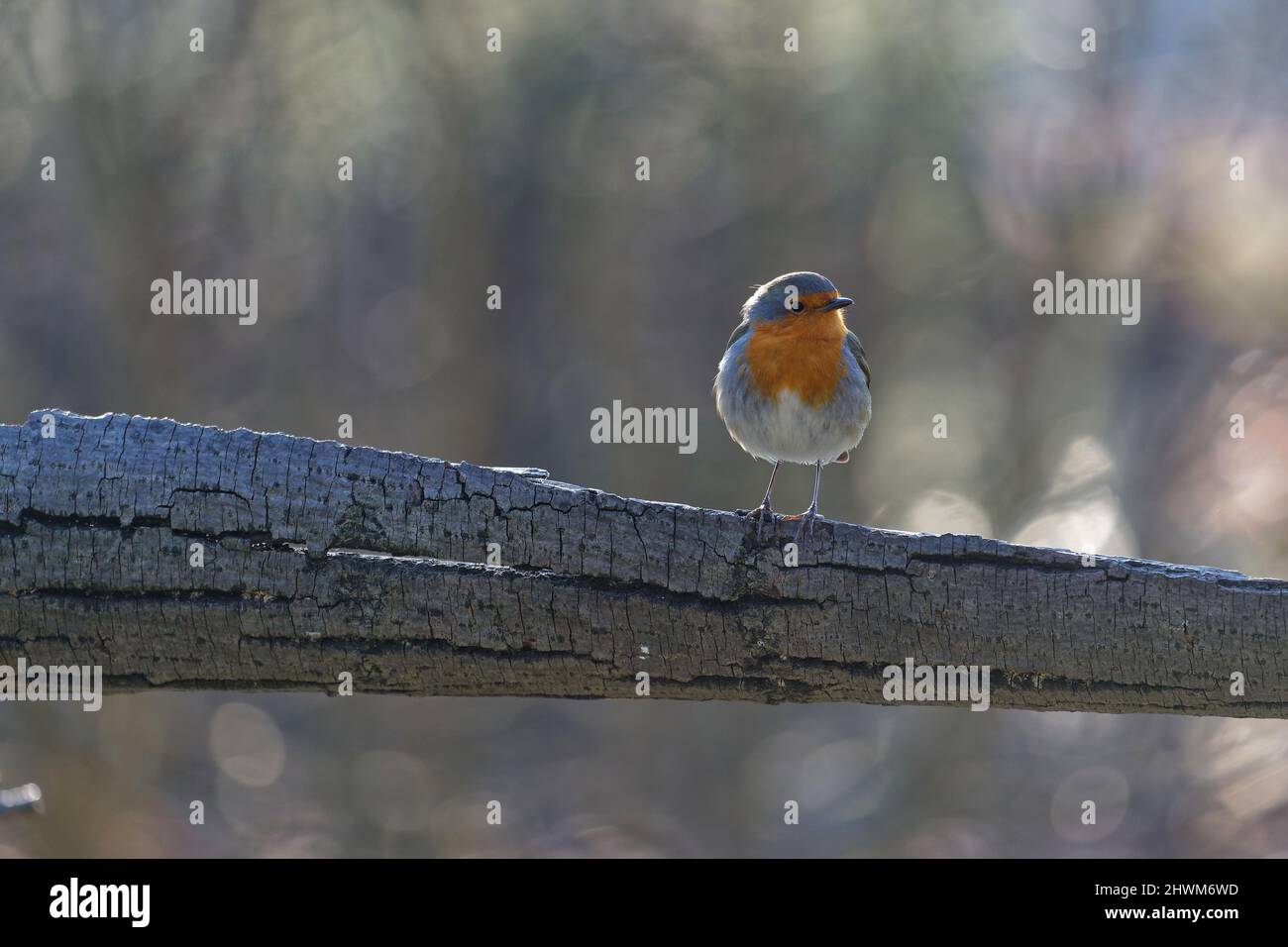 Common Robin (Erithacus Ribecula) stands on a branch with background ...