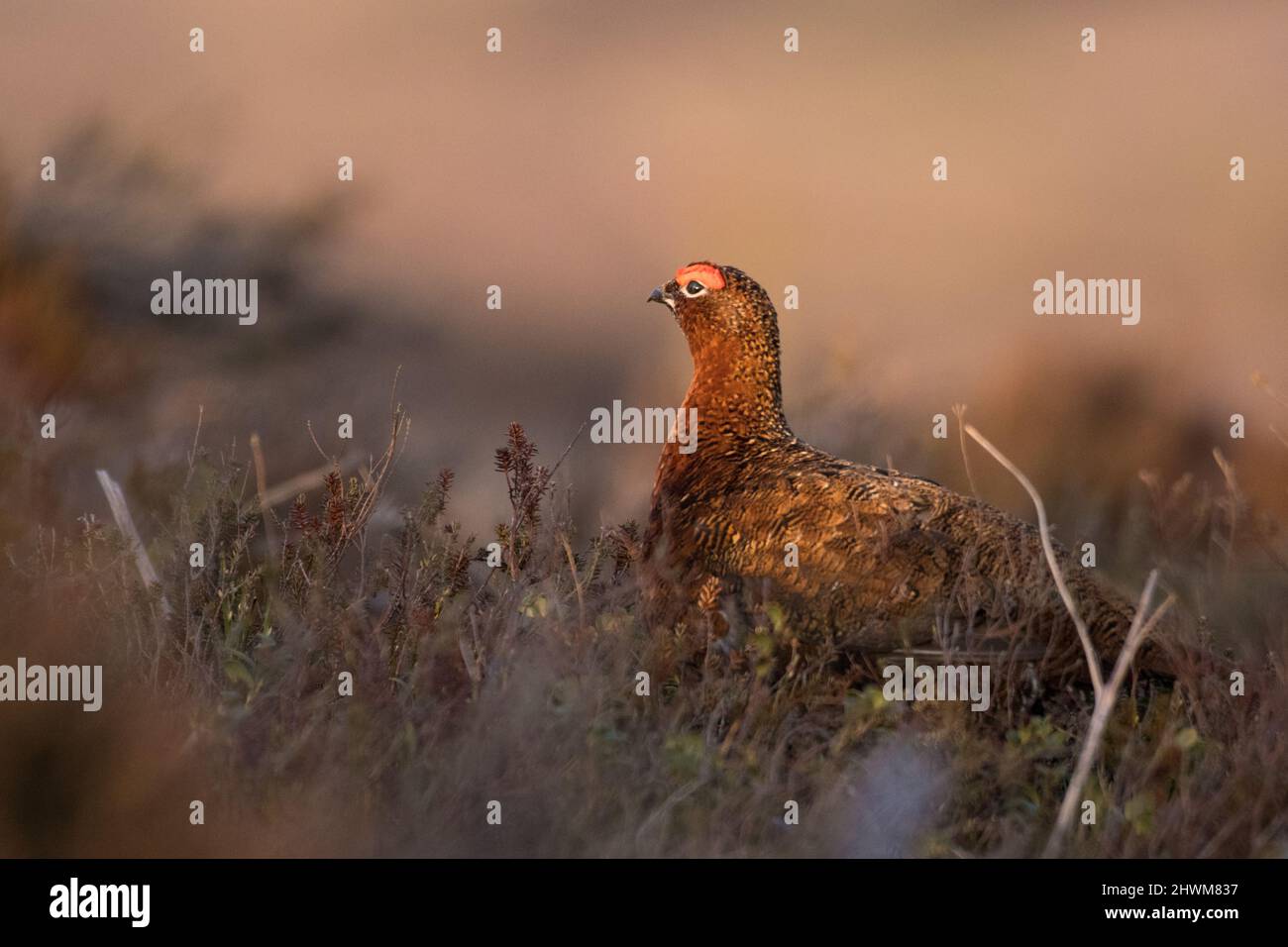 Male red grouse Stock Photo - Alamy