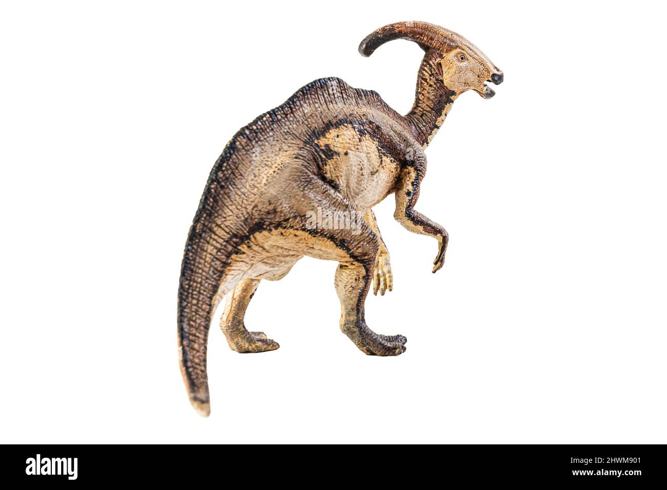 Parasaurolophus , dinosaur on white background Stock Photo - Alamy