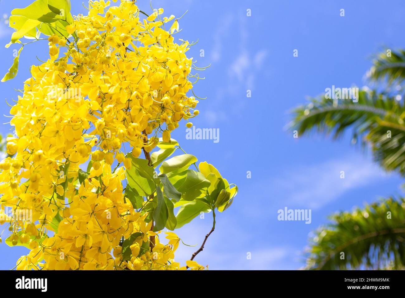 Inflorescences of bright yellow Cassia fistula flowers against a blue sky.Tropical plants of ...