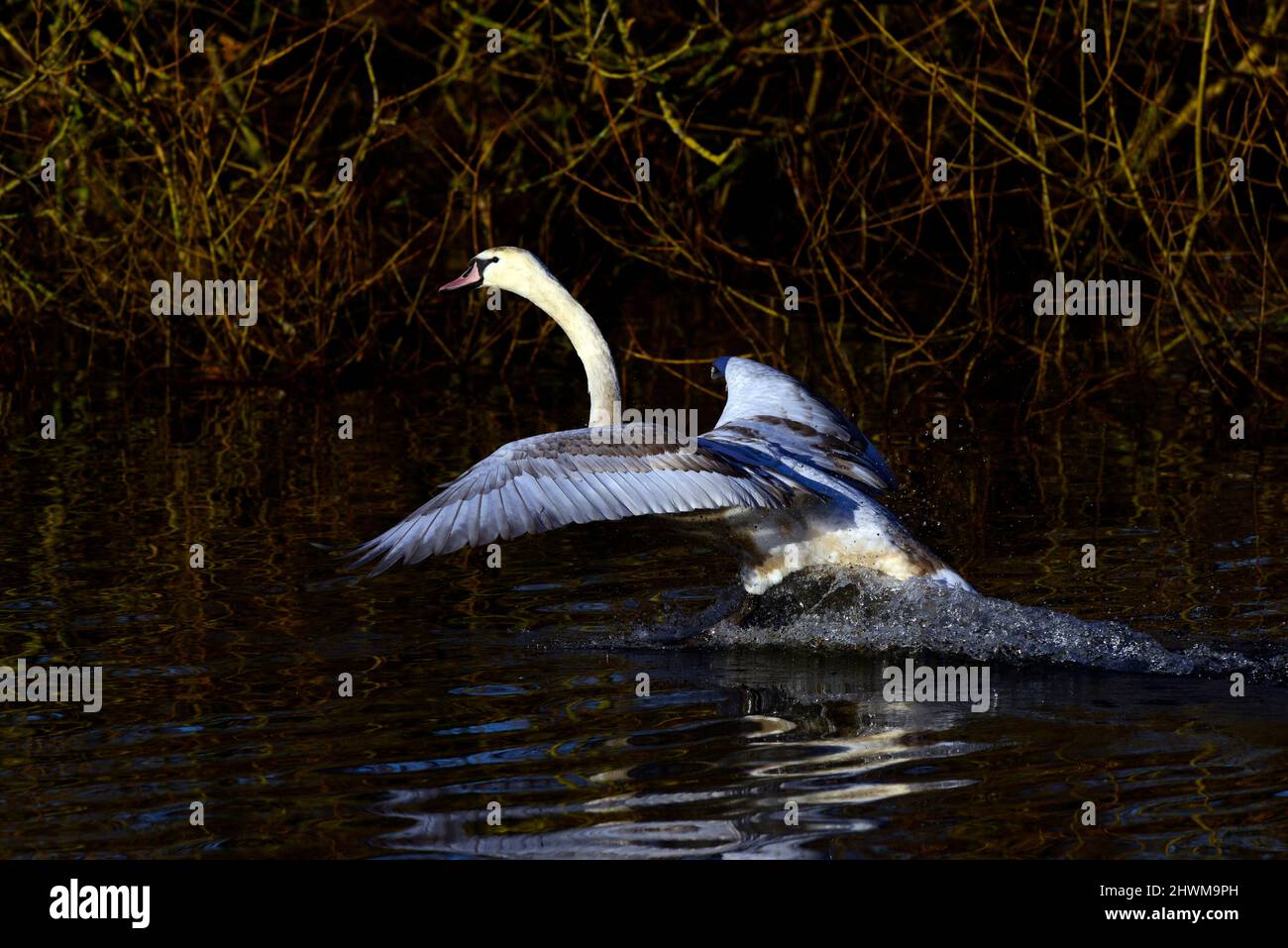 Mute Swans at Figgate Park Edinburgh Scotland Stock Photo - Alamy