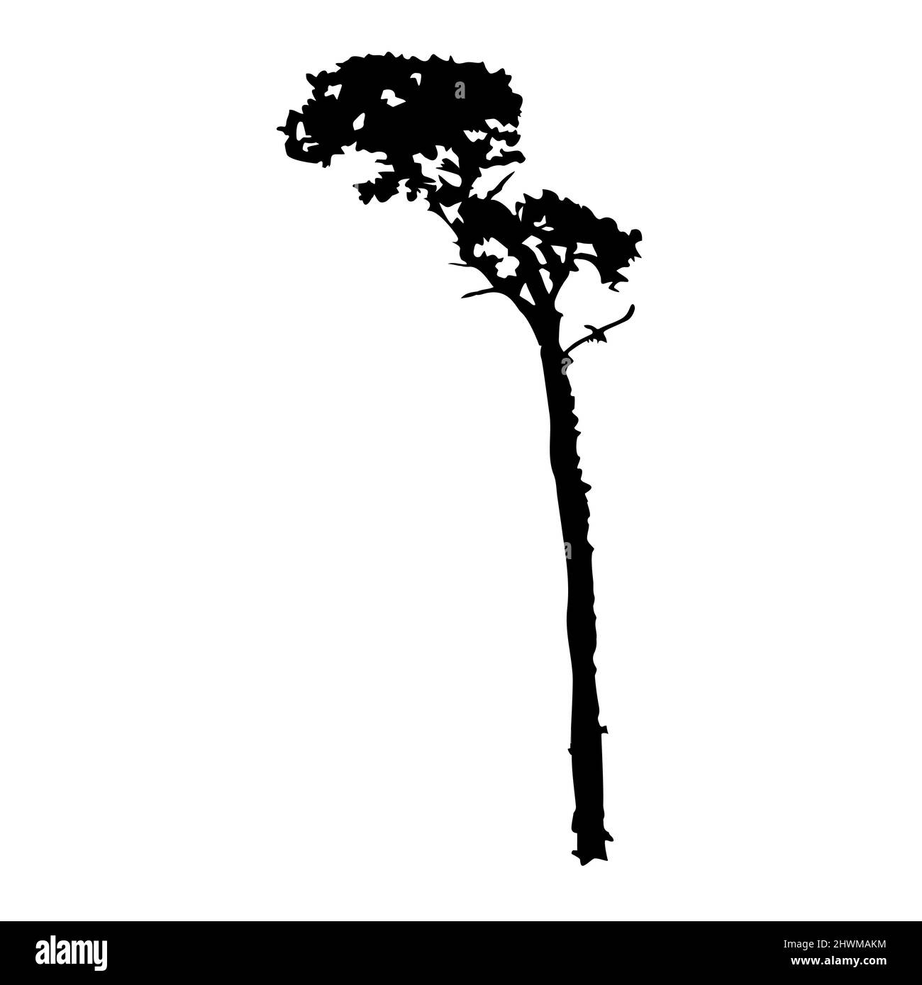 Pine silhouette isolated on white background. Black shape of conifer ...